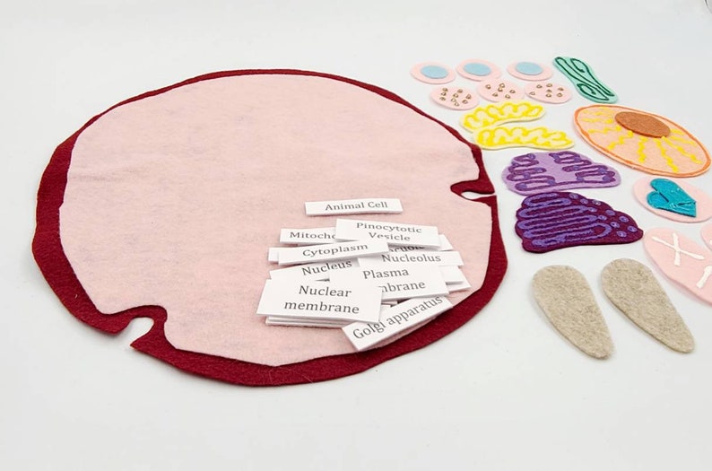 Animal cell felt board Animal cell felt Montessori Felt | Etsy