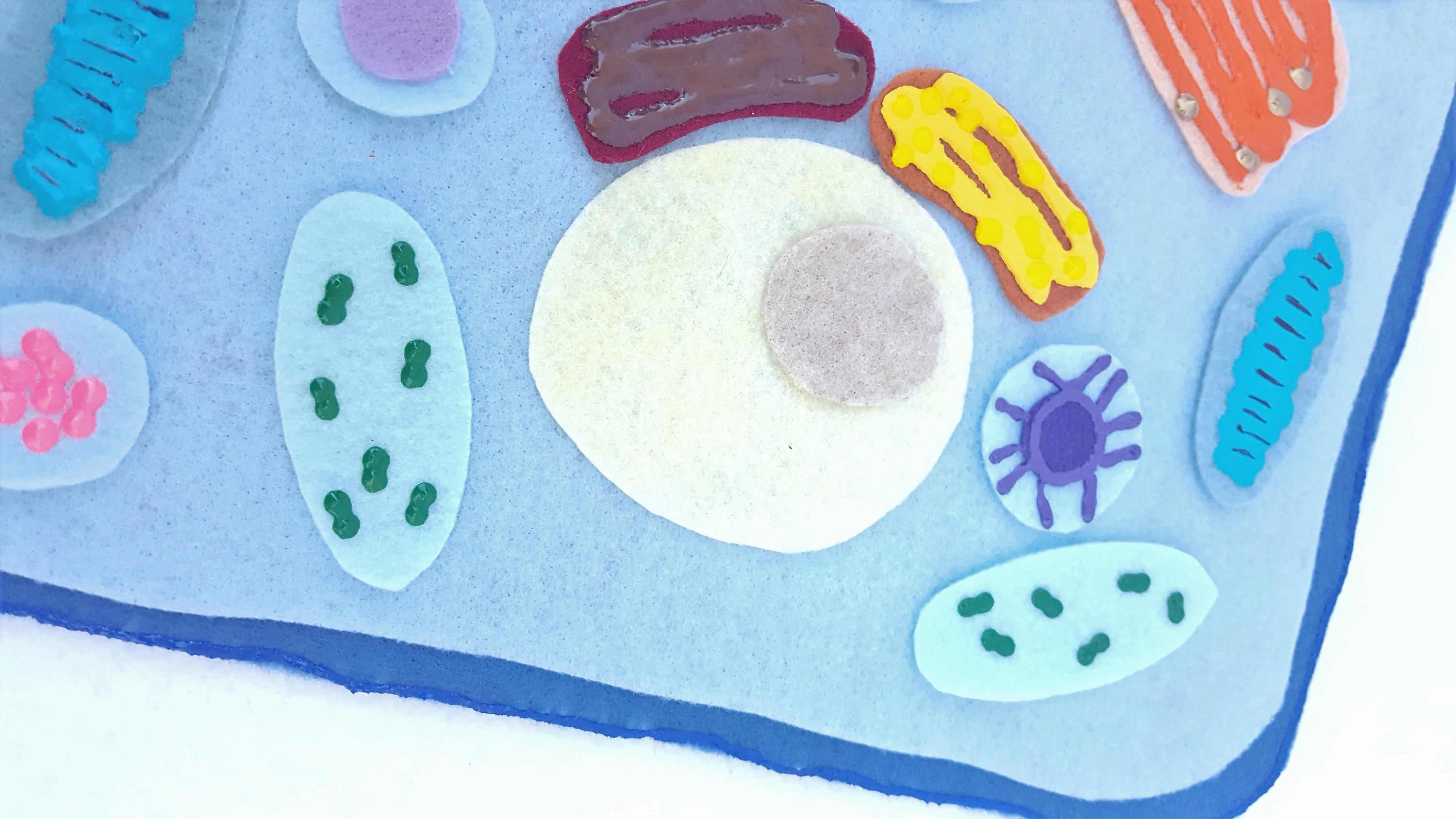 Plant Cell Felt Model Set: Montessori Homeschool Science - Etsy