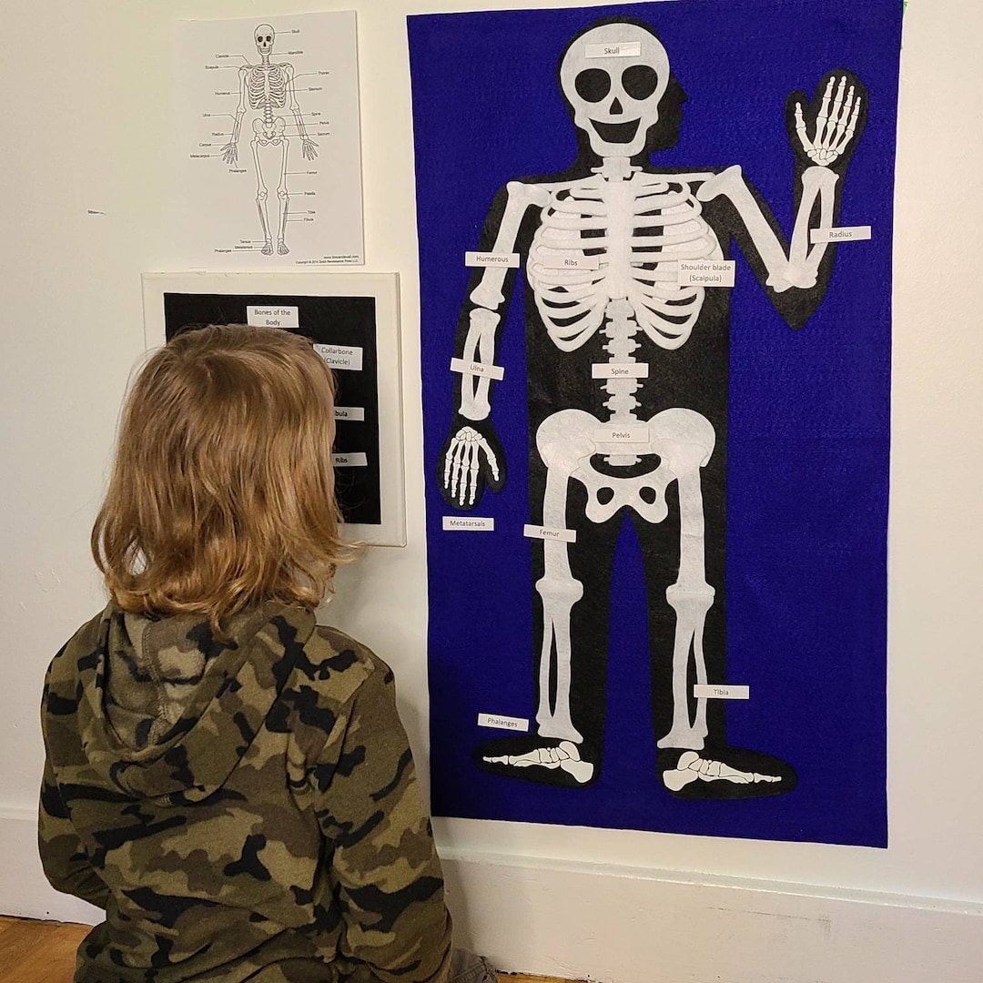 Human Skeleton Felt Set, Human Bones Felt Board, Giant Felt Set, Human ...