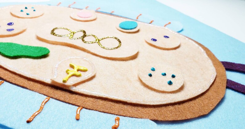Bacterium felt board Bacteria felt set Bacteria montessori | Etsy