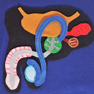Reproductive System Felt Board: Anatomy Model With Labels - Etsy