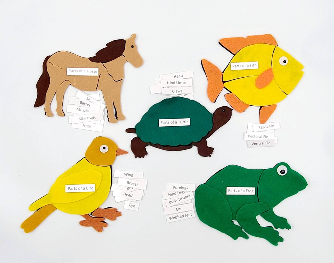Felt Animal Puzzles Montessori Animal Anatomy Felt Set - Etsy