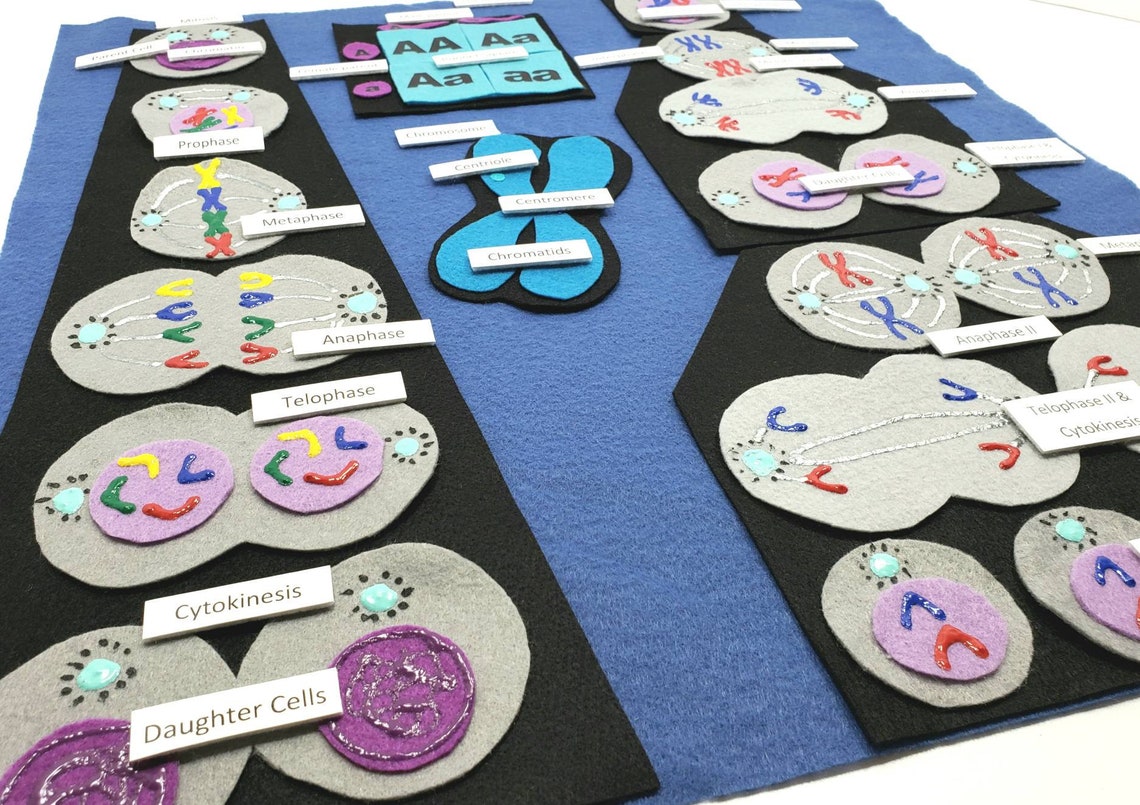 Mitosis Meiosis Felt Board: Cell Division Montessori Homeschool Science ...