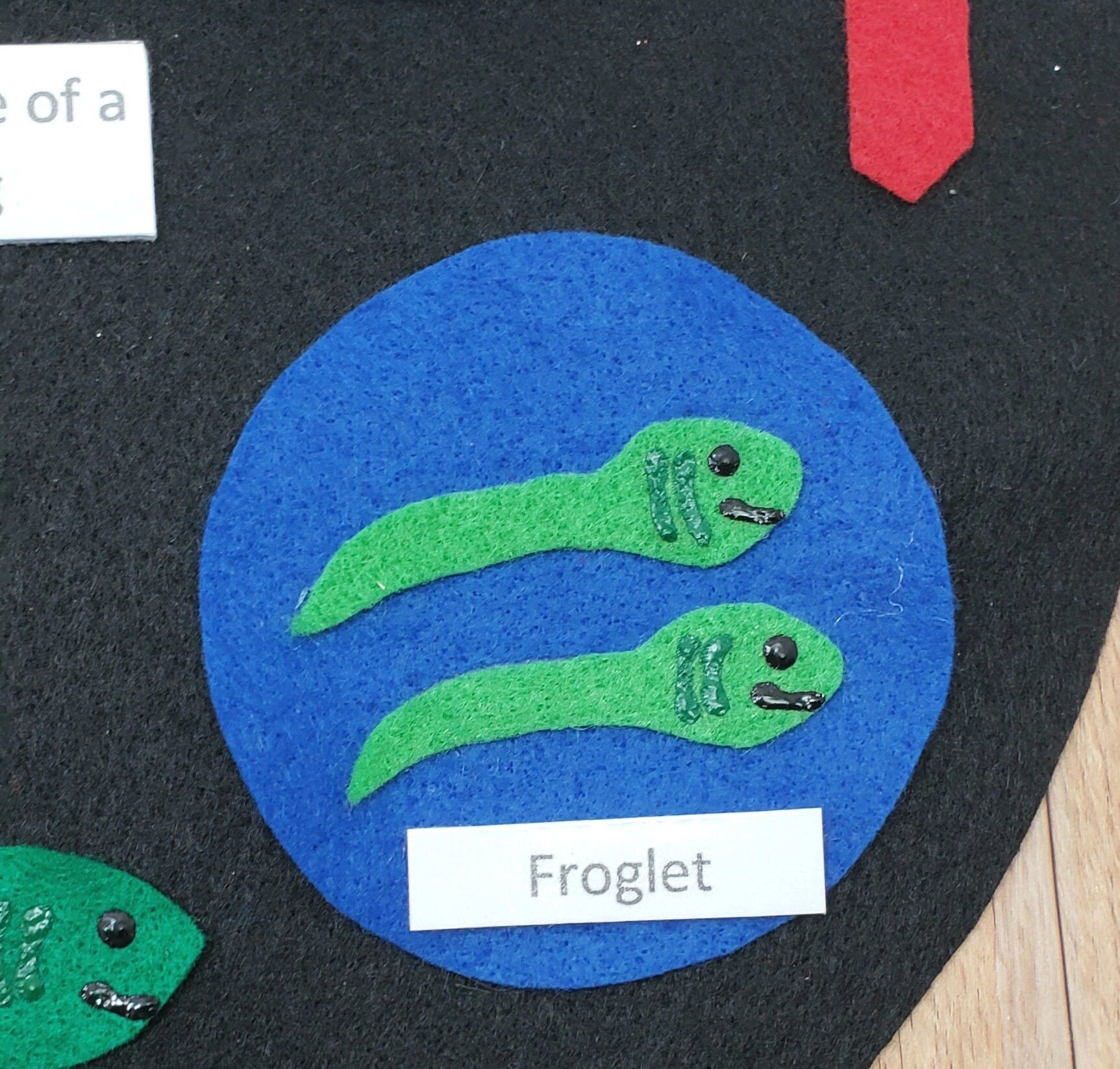 Frog Life Cycle Felt Board: Homeschool Science Set - Etsy