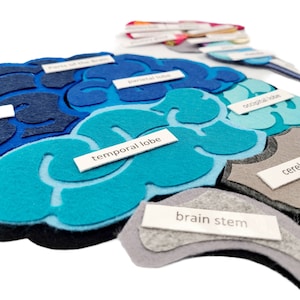 Brain Complex | the Brain Felt Set | Felt Brain Model | Diagram of the ...