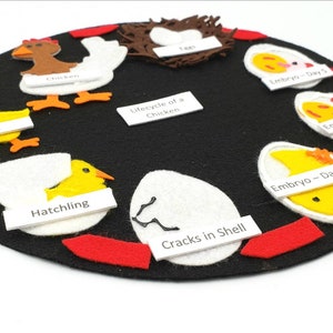 Chicken Life Cycle Felt Board Set: Homeschool Science - Etsy