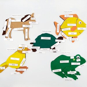 Felt Bird Puzzle | Montessori Bird Anatomy Felt Set - Etsy