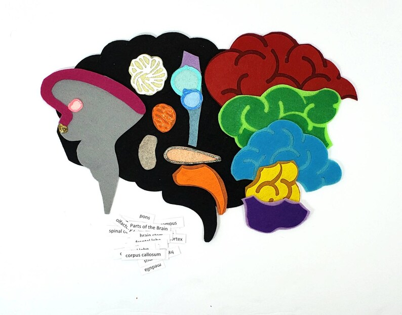 Brain complex The Brain Felt Set Felt Brain Model | Etsy