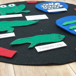Frog Life Cycle Felt Board | Life Cycle Felt Board | Frog Life Cycle ...