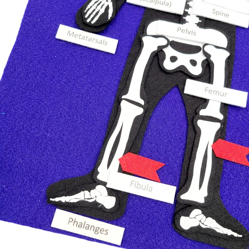 Skeleton Felt Set Bone Identification 45cm/18 - Etsy