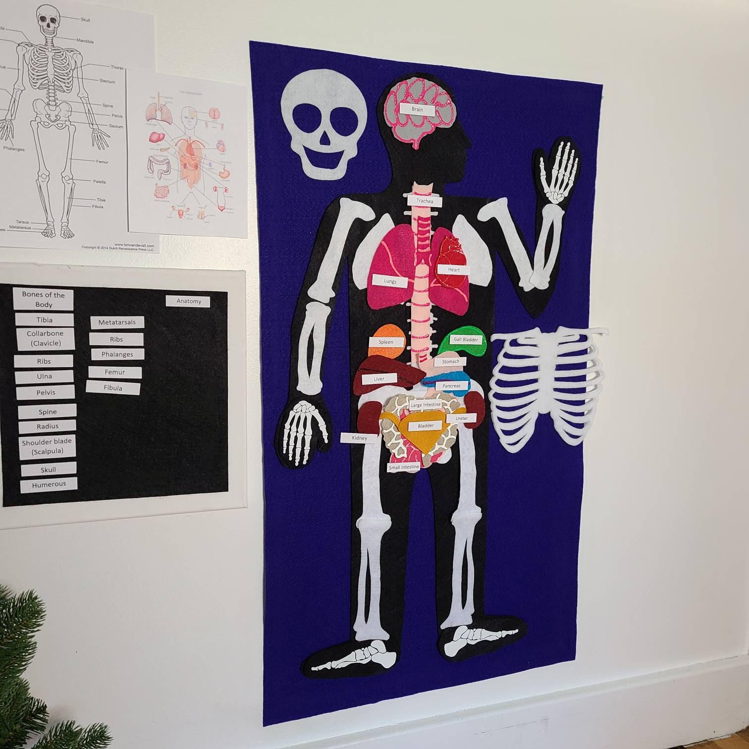 Anatomy Ideas For Bulletin Board Winter And Snow Classroom Decorations
