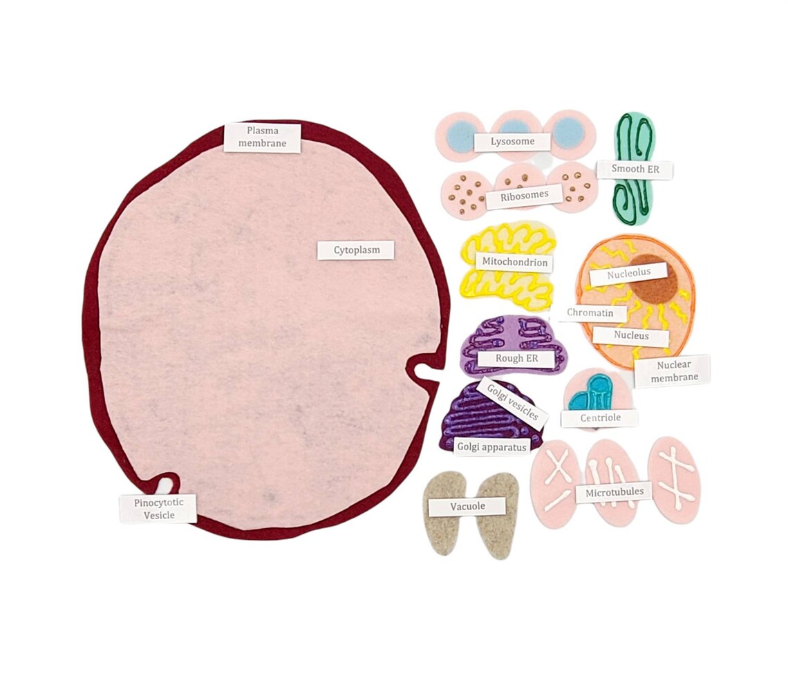 Animal Cell Felt Board Animal Cell Felt Montessori Felt - Etsy