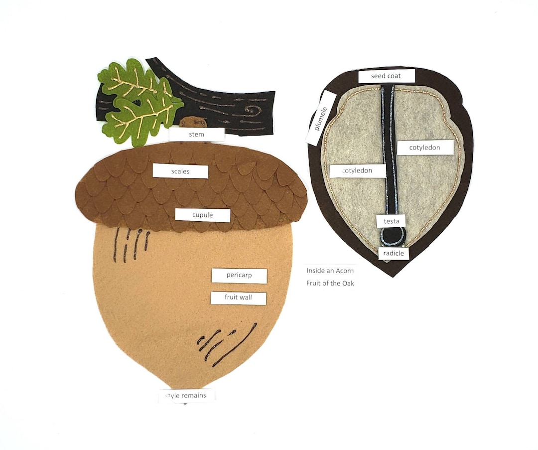 Acorn Anatomy Felt Board | Acorn Parts Felt Set | Acorn Montessori ...