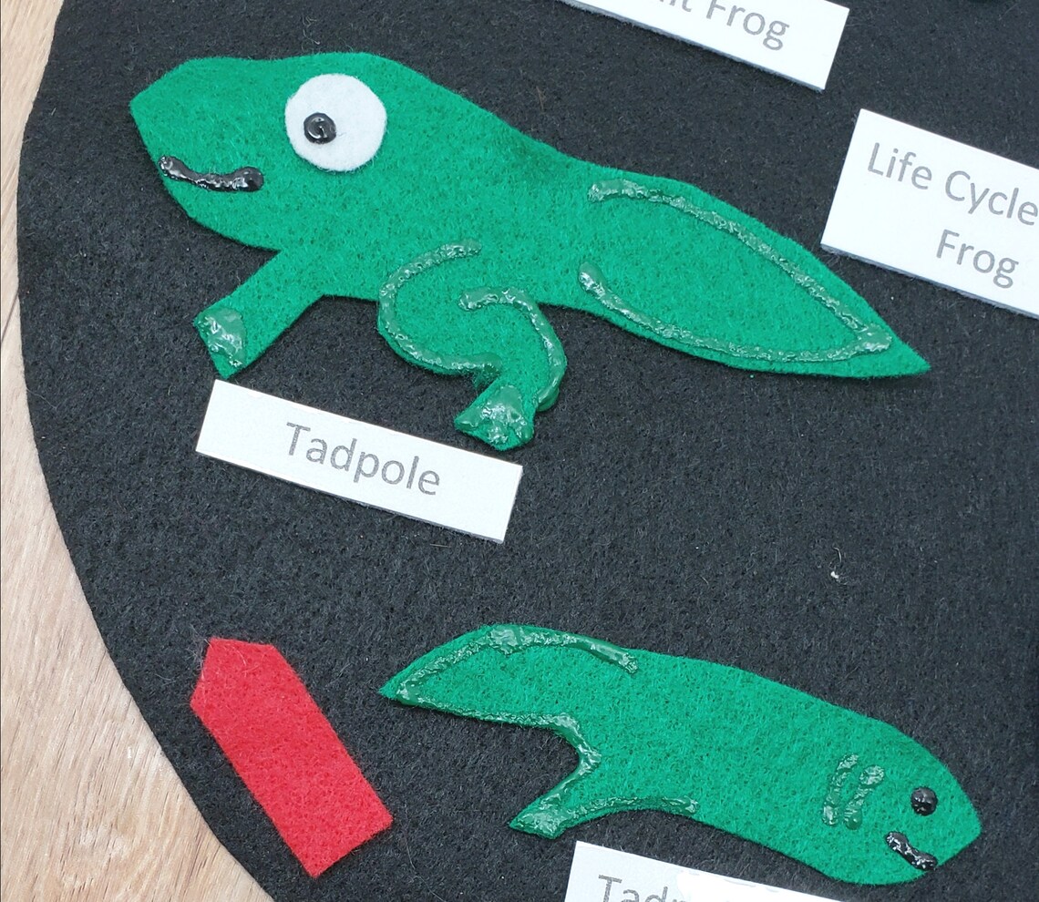 Frog Life Cycle Felt Board: Homeschool Science Set - Etsy