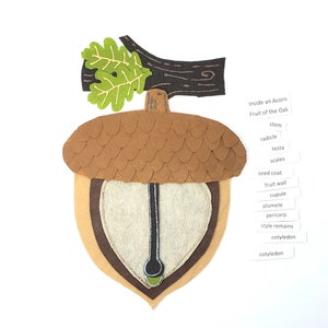 Acorn Anatomy Felt Board | Acorn Parts Felt Set | Acorn Montessori ...