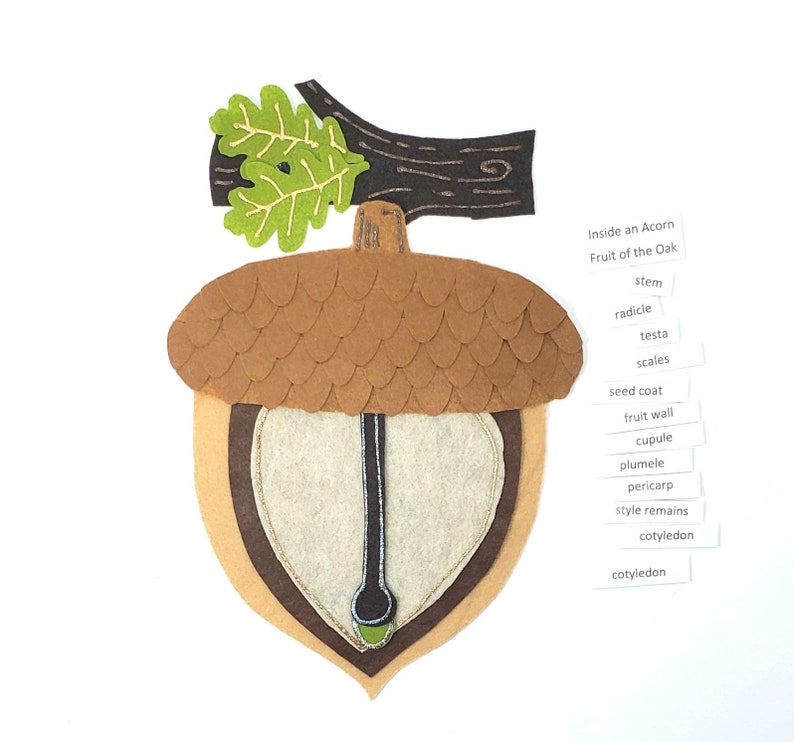 Acorn Anatomy felt board Acorn parts felt set Acorn | Etsy