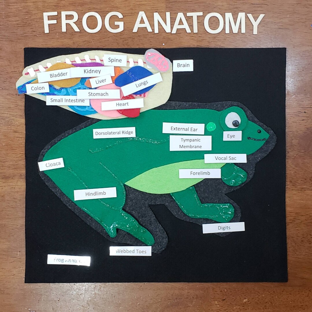 Frog Anatomy Felt Board | Parts of a Frog Felt Set | Montessori Biology ...