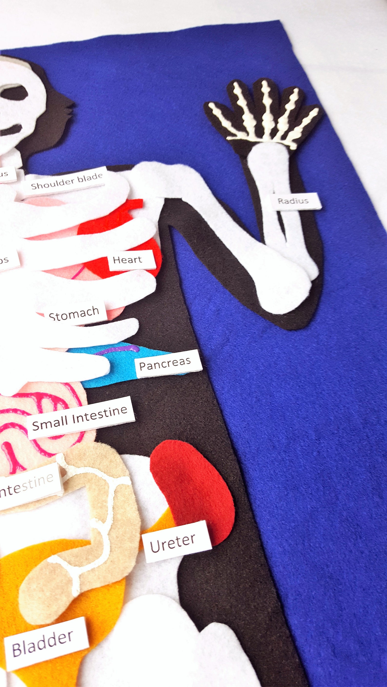 Felt Bones Organs Anatomy Set Felt Body Set Felt Organs | Etsy