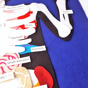 Felt Bones Organs Anatomy Set Felt Body Set Felt Organs | Etsy