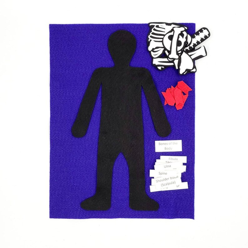 Skeleton Felt Set Bone Identification 45cm/18 - Etsy