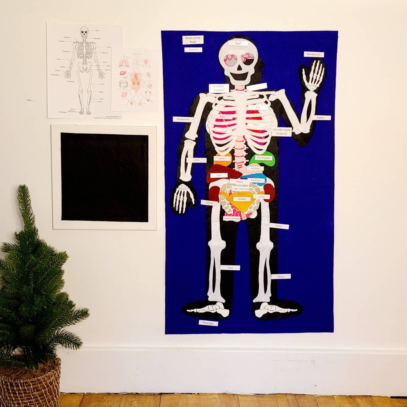 Felt Anatomy Set: Bones & Organs - Montessori Science - Etsy