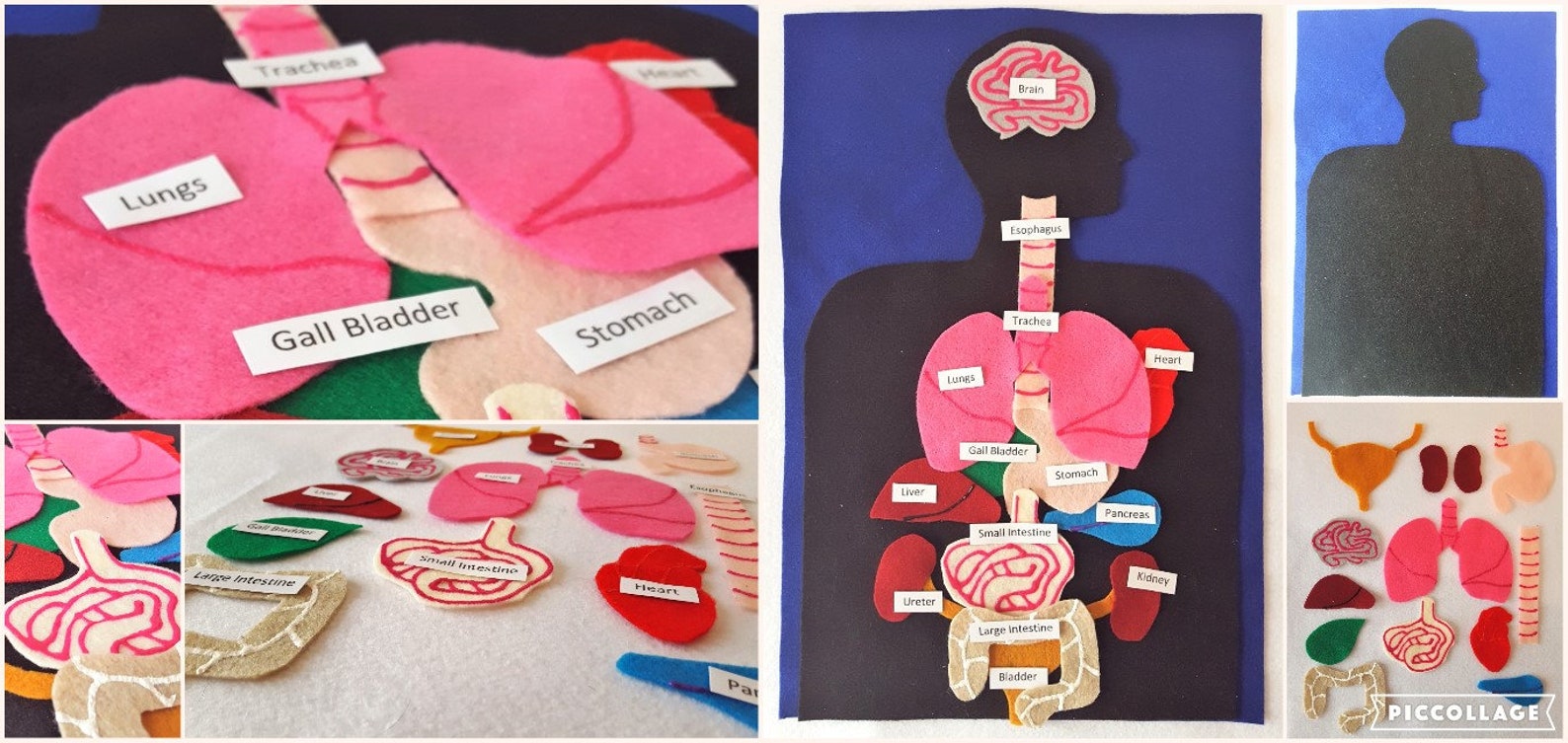 Felt Bones Organs Anatomy Set Felt Body Set Felt Organs - Etsy