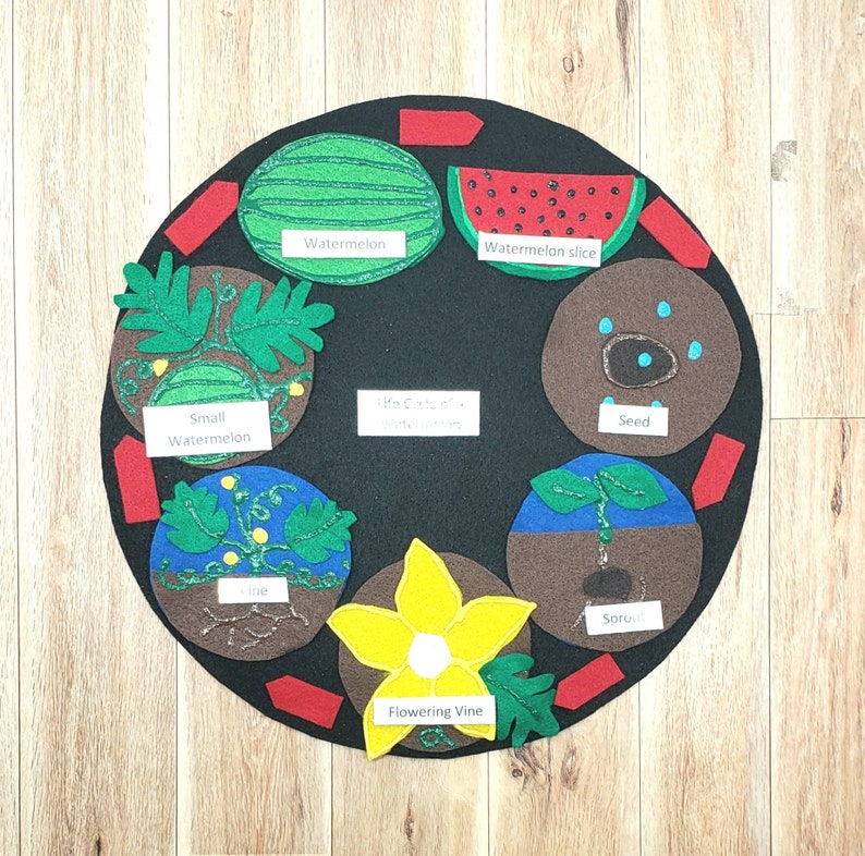 Watermelon Life Cycle Watermelon Felt Set Life Cycle - Etsy