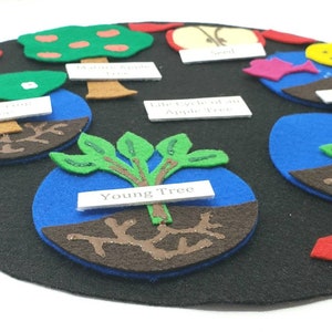 Apple Tree Life Cycle | Plant Life Cycle | Fruit Tree Felt Board | Felt ...
