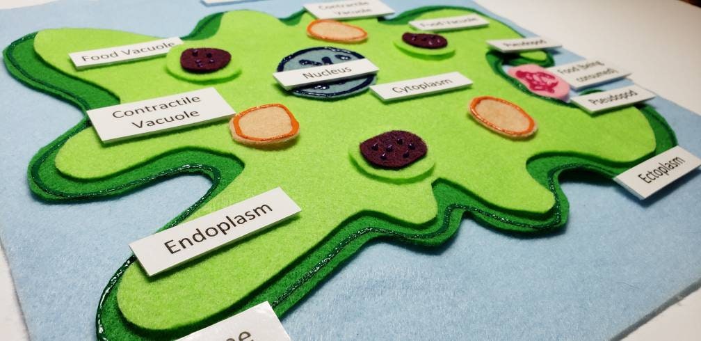 Amoeba Felt Model Set: Homeschool Biology Montessori Flannel - Etsy