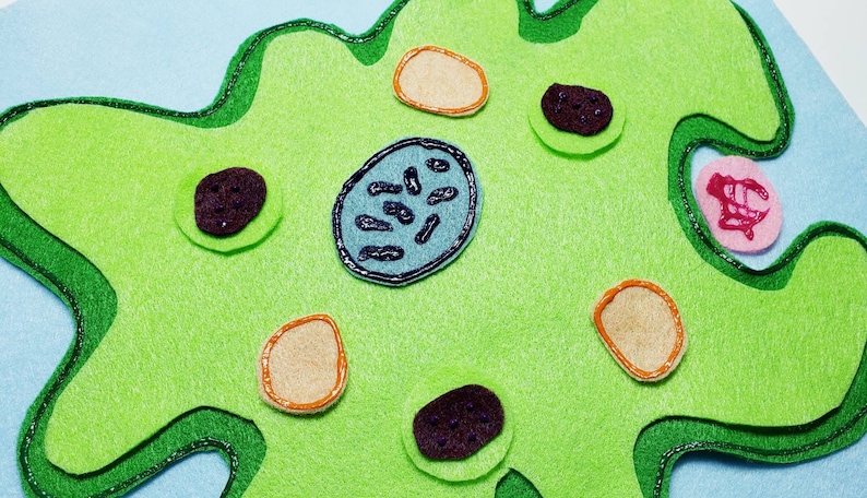 Amoeba Felt Model Set: Homeschool Biology Montessori Flannel - Etsy