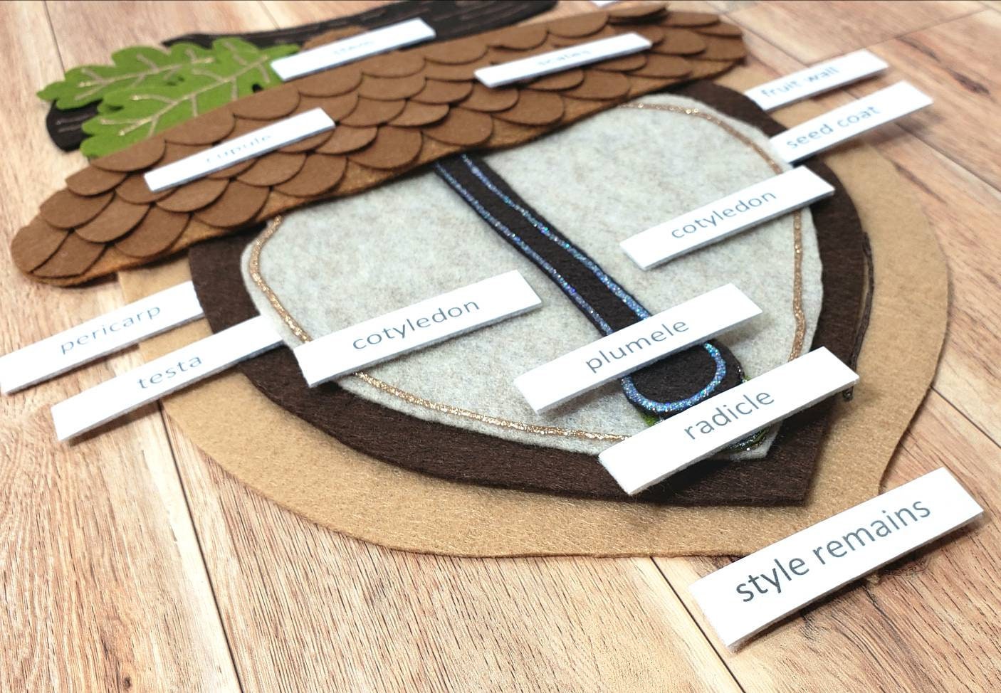 Acorn Anatomy Felt Board Acorn Parts Felt Set Acorn - Etsy Ireland