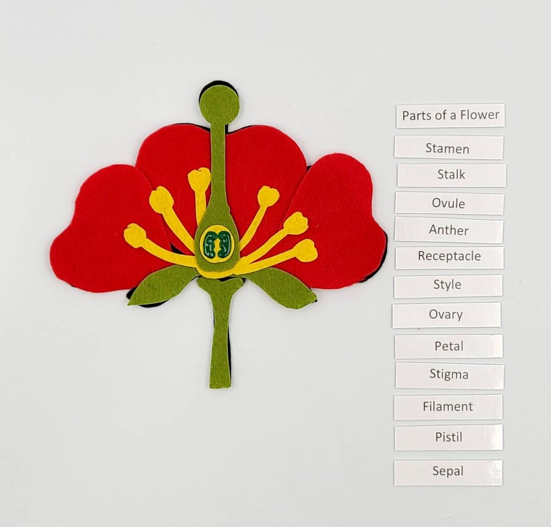 Flower Diagram For Kids