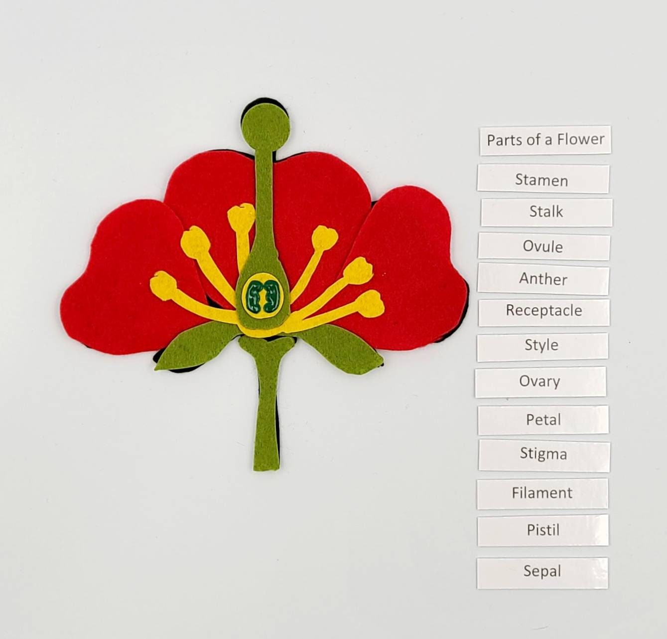 Parts Of A Flower Puzzle at Jessie Ramirez blog