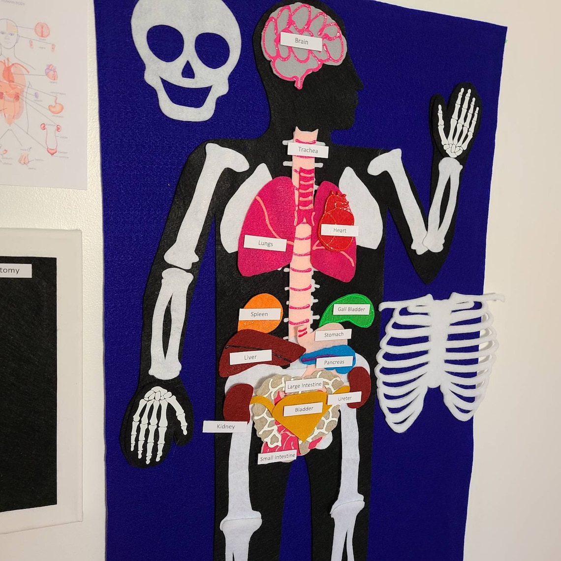Felt Anatomy Set: Bones & Organs - Montessori Science - Etsy