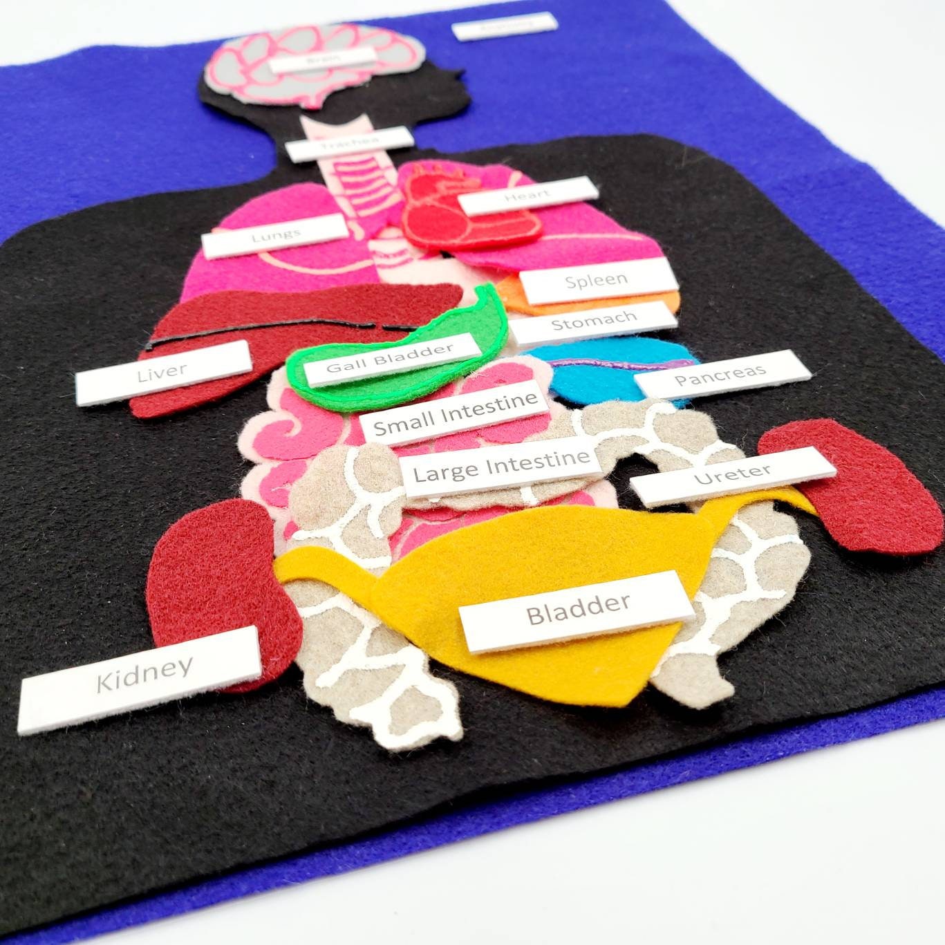 Felt Anatomy Set With 13 Organs and 15 Labels. Daycare ECE | Etsy Canada