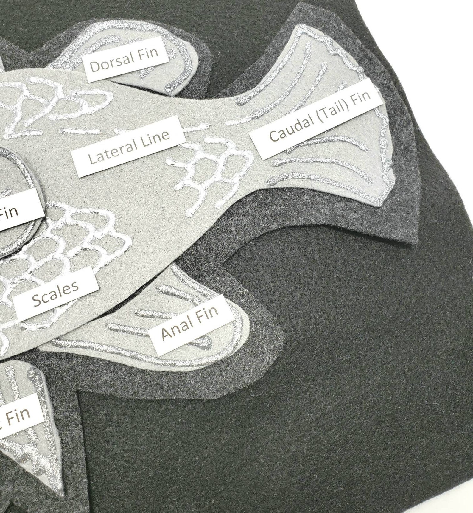 Fish Anatomy Felt Board Parts of a Fish Felt Set - Etsy