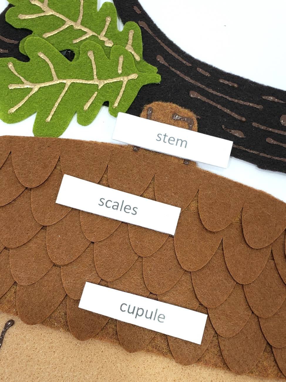 Acorn Anatomy Felt Board Acorn Parts Felt Set Acorn - Etsy Ireland