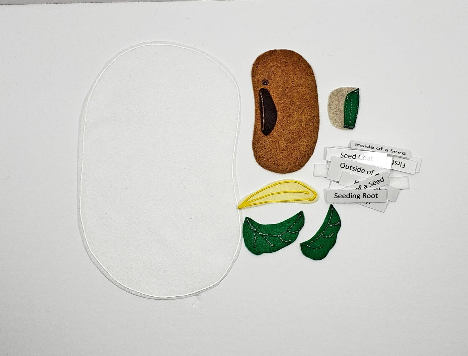 Seed Anatomy Felt Board Seed Parts Felt Set Seed Montessori - Etsy Canada