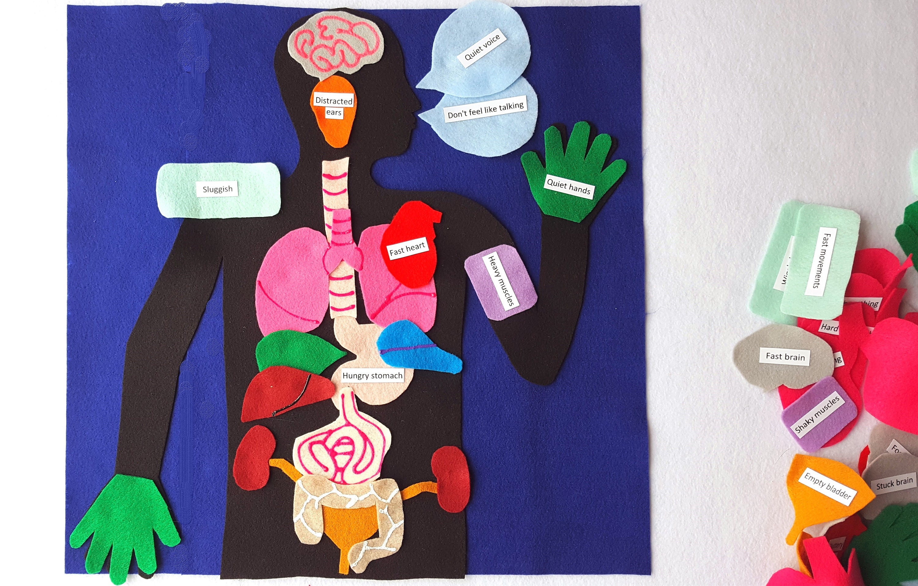 2 in 1 Felt Anatomy set with organs body emotions and | Etsy