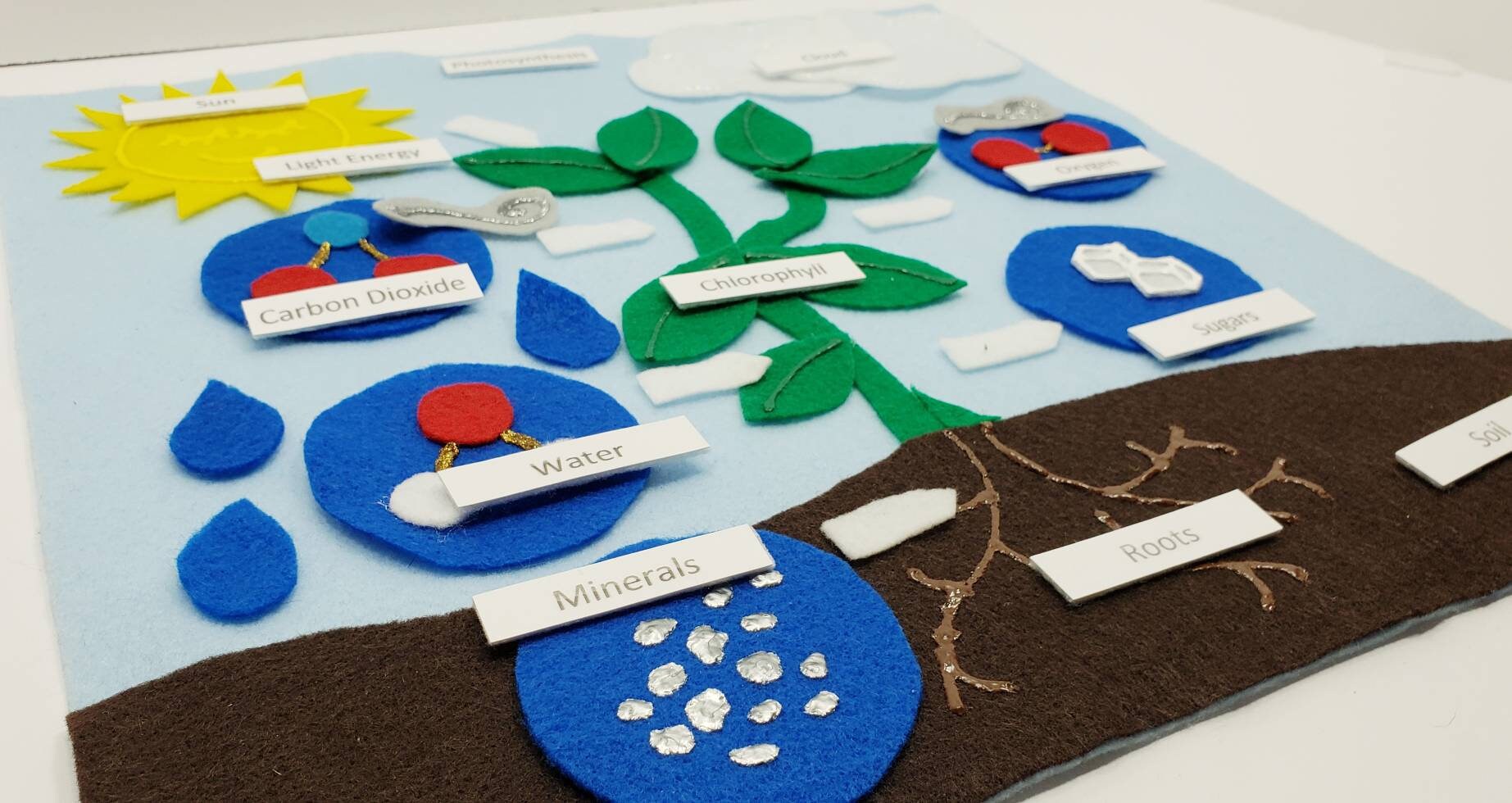 Photosynthesis Project Ideas