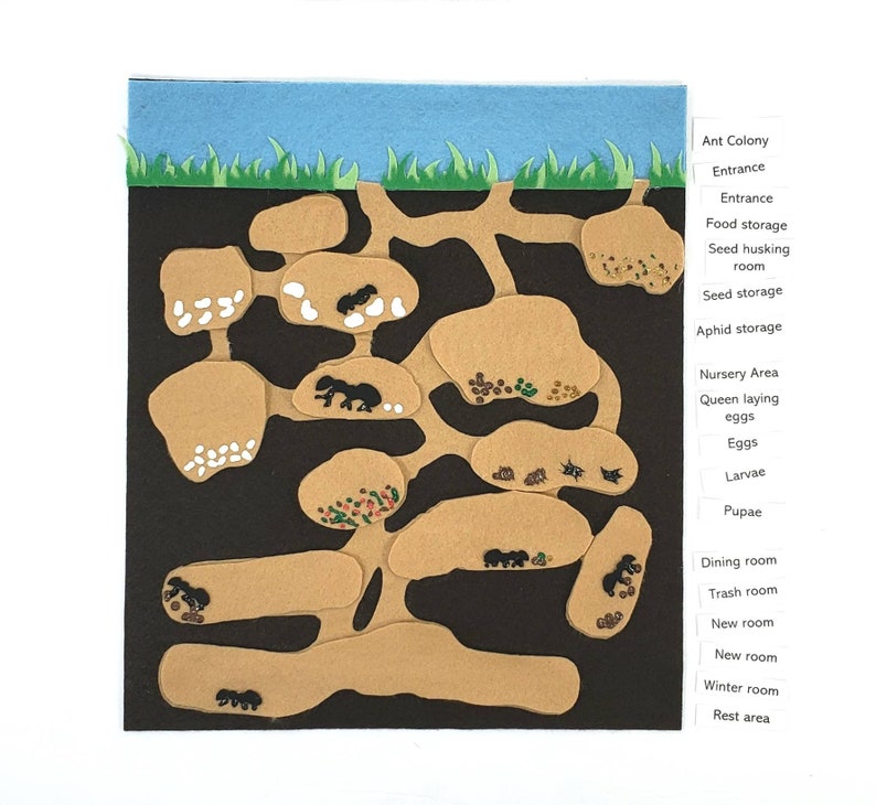 Felt Model Ant Colony Puzzle: Montessori Homeschool Biology Set - Etsy