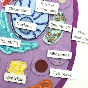 Human Cell Felt Board | Human Cell Felt Set | Human Cell Montessori ...