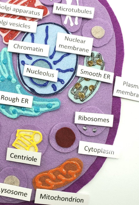 Human Cell Model