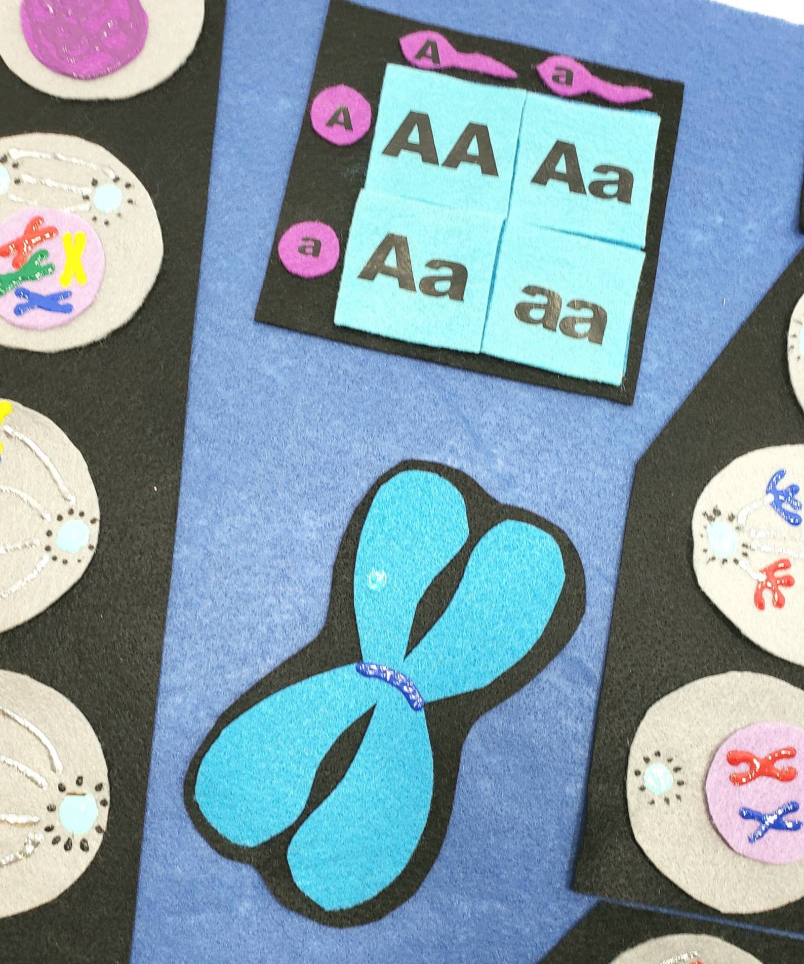 Mitosis Meiosis felt board Cell division felt set | Etsy