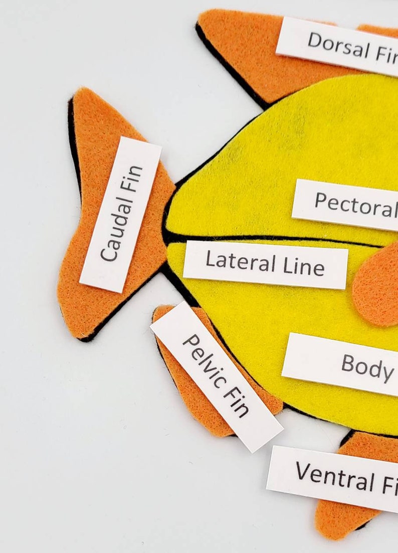 Felt Fish Puzzle Montessori Fish Anatomy Felt Set | Etsy