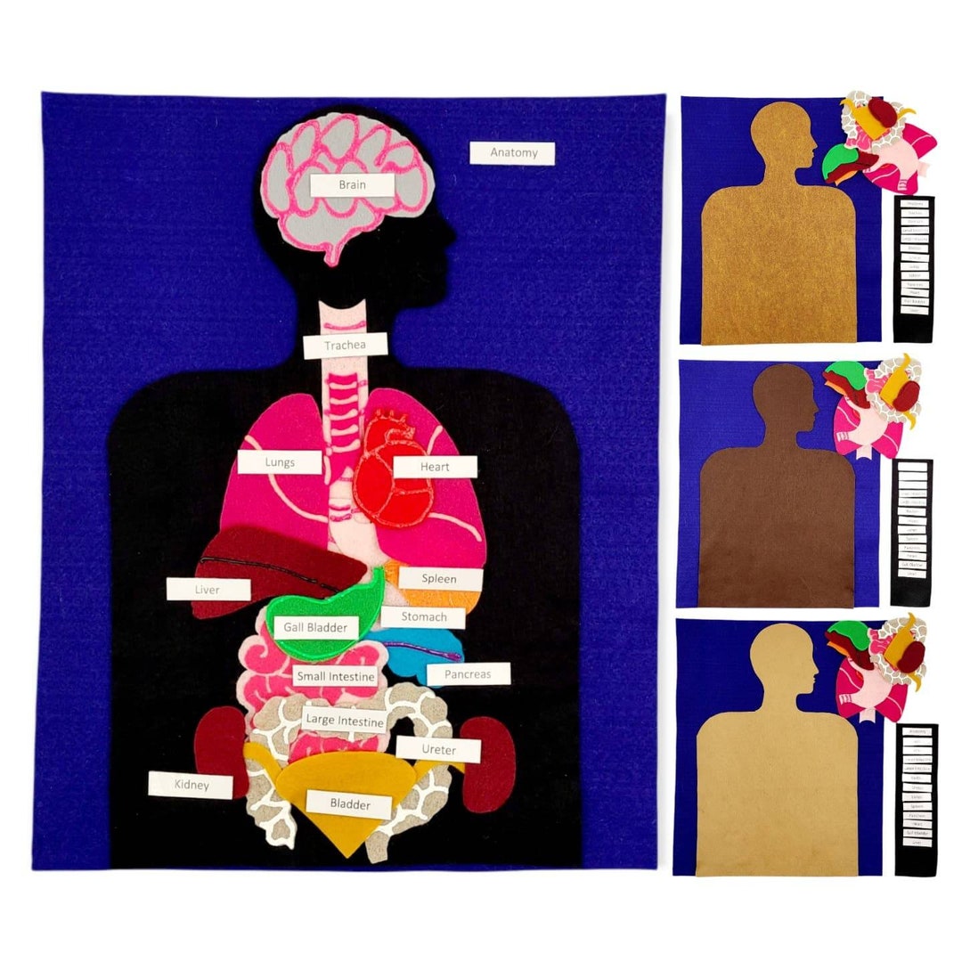 Felt Anatomy Set With 13 Organs and 15 Labels. Daycare ECE Sensory Play ...
