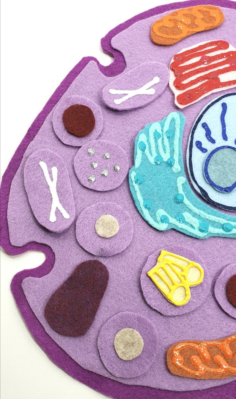 Human Cell Felt Board Set: Montessori Homeschool Anatomy - Etsy