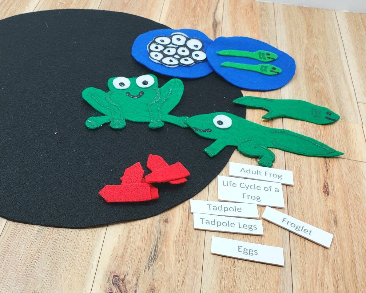 Frog Life Cycle Felt Board Life Cycle Felt Board Frog Life | Etsy Canada