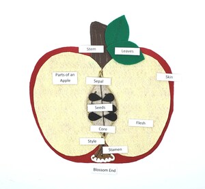 Water Cycle Felt Set/water Cycle Unit Study/homeschool Science ...