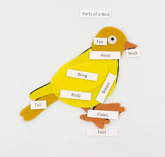 Felt Bird Puzzle Montessori Bird Anatomy Felt Set | Etsy